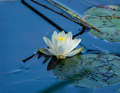 1200 Water Lily Wallpapers