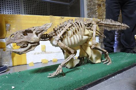 Protoceratops Skeleton Stock Image C015 0561 Science Photo Library