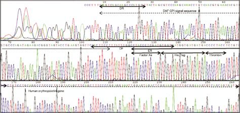 Sequencing Of The Repo G Pcdna33 Construct Fluorogram Of The 3′ To 5′ Download Scientific