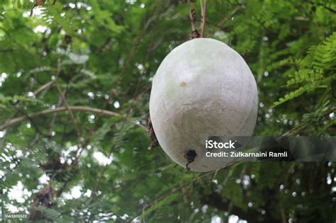 Cucurbit Fruit Fly Bactrocera Cucurbitae Is One Of The Most Important