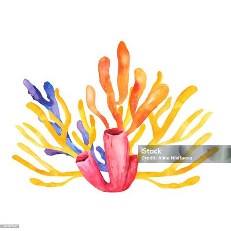 수채화 산호초 그리기 바다 바다 자연 조류 폴립 산호 식물 해초 흰색 배경에 손으로 그린 그림 0명에 대한 스톡 벡터 아트 및 기타 이미지 Istock