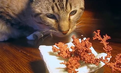 Growing Copper Metal Crystals Using Electricity Crystalverse