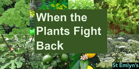 Phytophotodermatitis