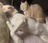 Cat Massaging S Tenor