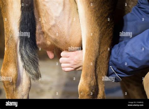 Kuh Hand Fotos Und Bildmaterial In Hoher Auflösung Alamy