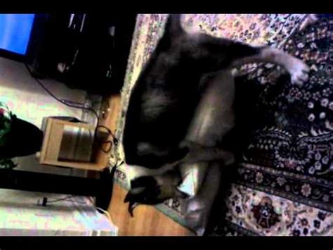 Husky Arda Having Sex With Pillow YouTube Husky Arda Having Sex With Pillow YouTube