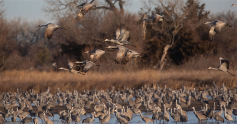 Tracking Data Show Us One Of North Americas Most Epic Migrations 探花精选
