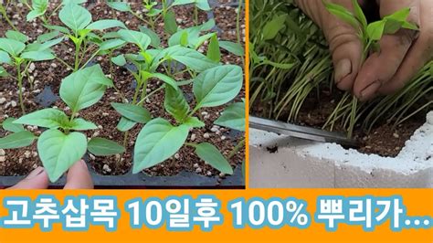 고추삽목 10일후 뿌리가 100 성공실패 Youtube