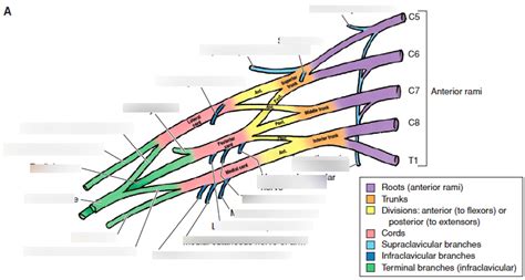 Long Thoracic Nerve Brachial Plexus