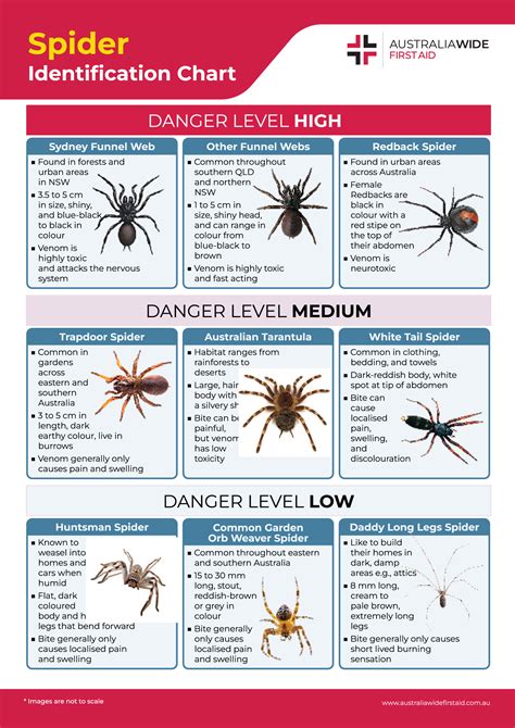 Wolf Spider Identification Chart