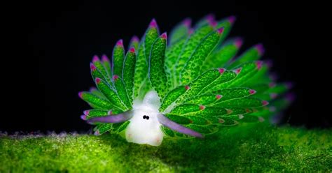 The Leaf Sheep Sea Slug Is One Of The Worlds Only Photosynthetic