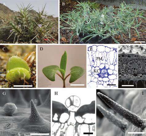 Blepharis Ciliaris A Natural Habit In Southern Iran B Habit In Download Scientific