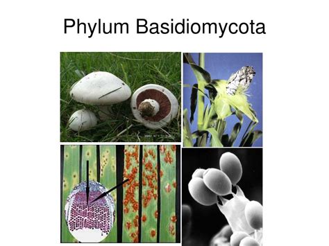 Fungi Phylum Basidiomycota At Angel Stoltz Blog