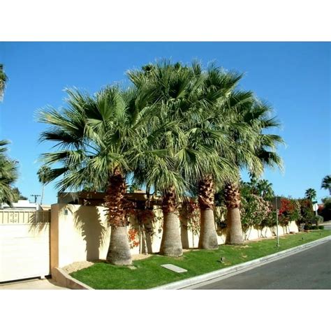 California Fan Palm Seeds Washingtonia Filifera €195 🌳🌼🌸🌿🌱🍉