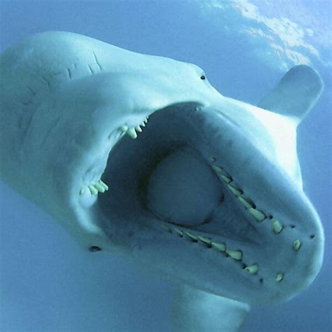 Jpeg Happywhale 128x128 Kaggle