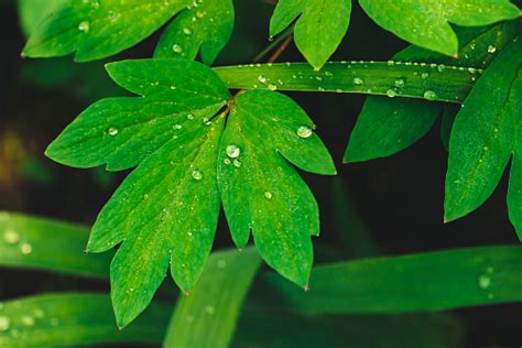 아름 다운 선명한 녹색의 금낭화속 복사 공간이 슬 방울 클로즈업으로 떠난다 비 순수 하 고 쾌적 한 좋은 나무는 햇빛에 삭제합니다 녹색에서 배경 질감 비 날씨에 식물