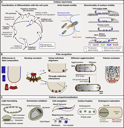 Subcellular Organization A Critical Feature Of Bacterial Cell Replication Cell