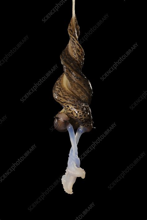 Leopard Slug Mating Stock Image C0417104 Science Photo Library Leopard Slug Mating Stock Image C0417104 Science Photo Library