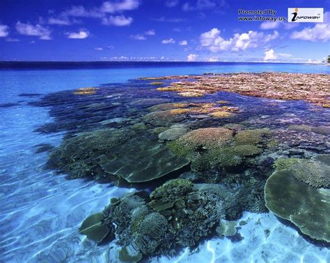 Coral Reef Wallpapers On Wallpaperdog
