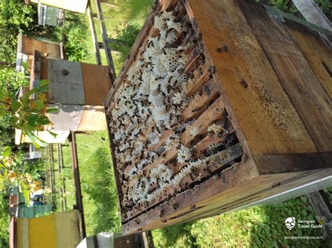 გურული ფუტკრის თაფლი Georgian Travel Guide