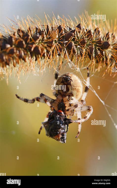 Cross Orbweaver European Garden Spider Cross Spider Araneus Diadematus With Prey In Her Net