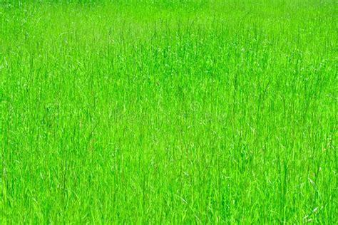 Empty Background Made Of Green Lush Grass With Copy Space Green Grass