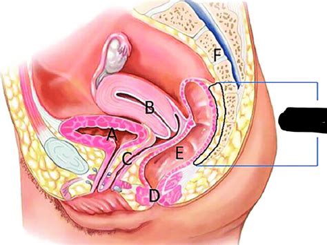 Anatomy Unit 1 Lecture 3 Slide 10 Diagram Quizlet