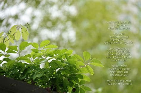 혼자 비를 맞으며 위지안