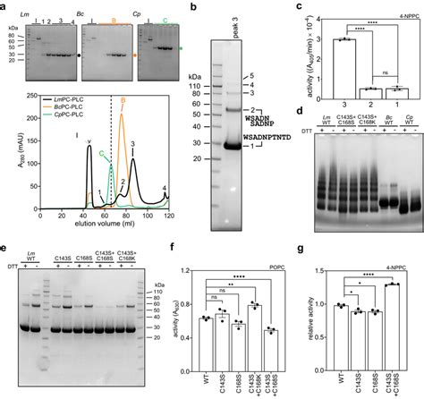 Lmpc Plc Is Prone To Oligomerization A Sec Chromatogram Of The Download Scientific Diagram