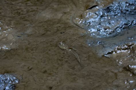 40 Blue Spotted Mudskipper Foto Foto Stok Potret And Gambar Bebas Royalti Istock