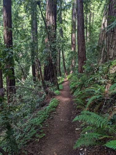 10 Best Hikes And Trails In Portola Redwoods State Park Alltrails