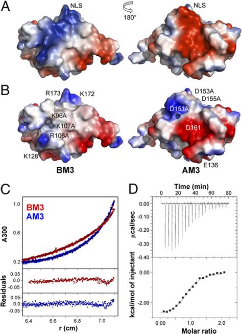 Mutation Of Canonical Features On Psiaa4 Pb1 Suppress Homotypic