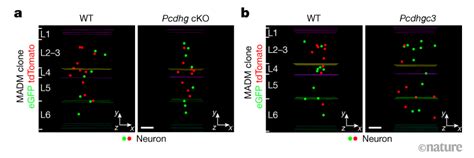 A Protein Pattern Regulates The Positions And Connections Of Neuronal Cells