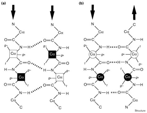 Beta Sheet Structure