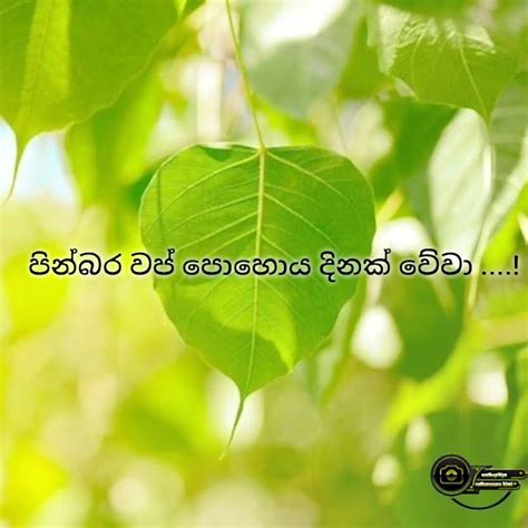 පින්බර වප් පොහොය දිනක් වේවා Srilanka Youtube