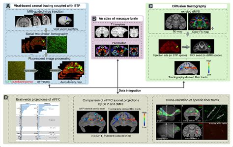 Figure 1 From Mapping Brain Wide Excitatory Projectome Of Primate