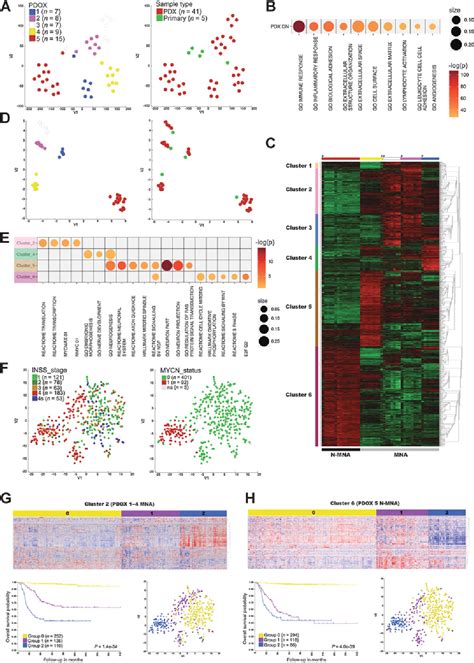 Figure 3 From Patient Derived Xenograft Models Reveal Intratumor Heterogeneity And Temporal