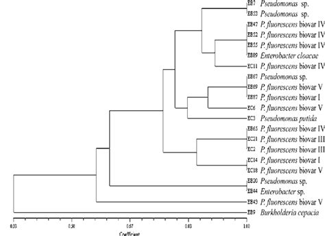 Dendrogram Constructed By Unweighted Pair Group Method With Arithmetic