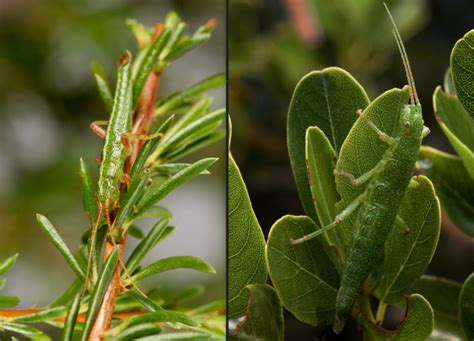 Stick Bug Color Patterns Reflect A Unique Evolutionary Predictability