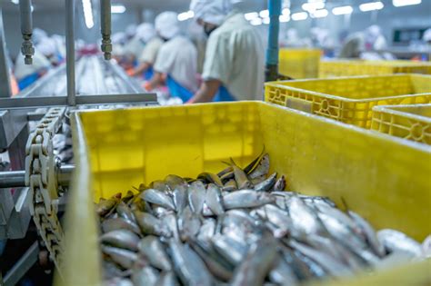 식품 가공 공장에서 생선으로 가득 찬 노란색 상자를 클로즈업하고 보호 장비를 착용한 작업자들이 배경에 있어 해산물 분류 위생 및 산업 효율성을 강조합니다 해산물에 대한 스톡