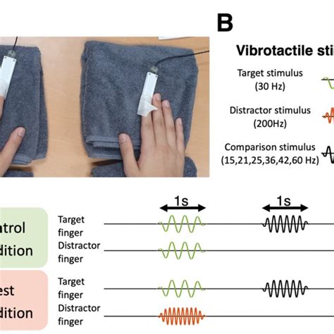 Brain Regions Activated By Vibrotactile Stimuli In Contrast To