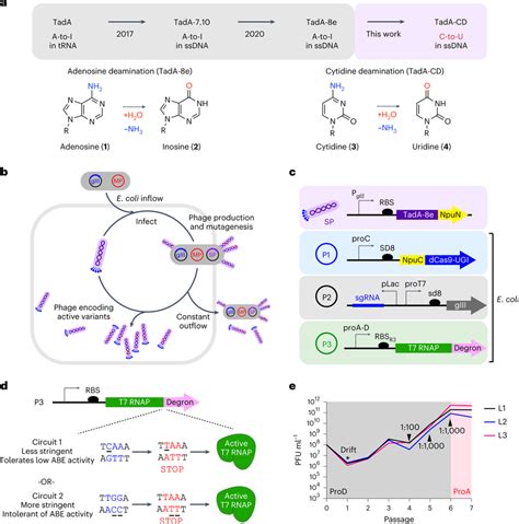 Phage Assisted Evolution Of A Cytidine Deaminase From Tada 8e A Download Scientific Diagram