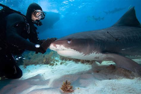 Why Do Sharks Attack Humans