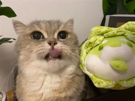 如何教猫咪亲亲 哔哩哔哩