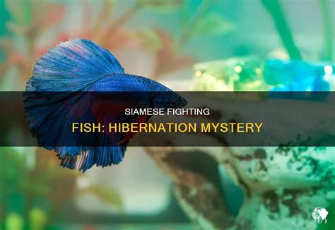 Siamese Fighting Fish Hibernation Mystery Petshun