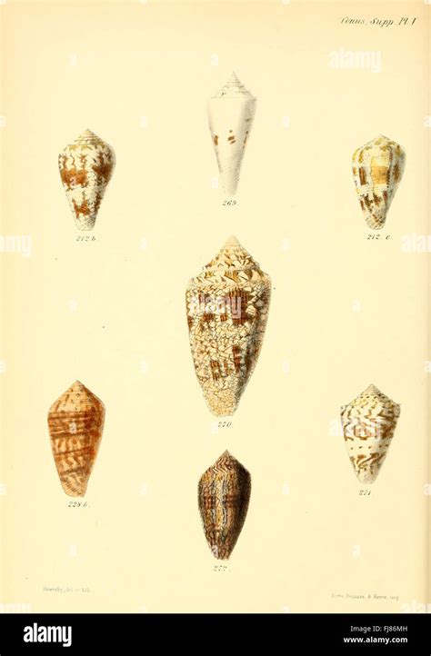 A Conchological Work Illustrating And Classifying Mollusk Shells With A Focus On The Conus