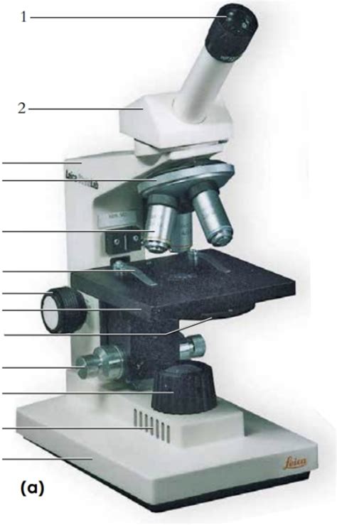 Microscope Label Diagram Quizlet