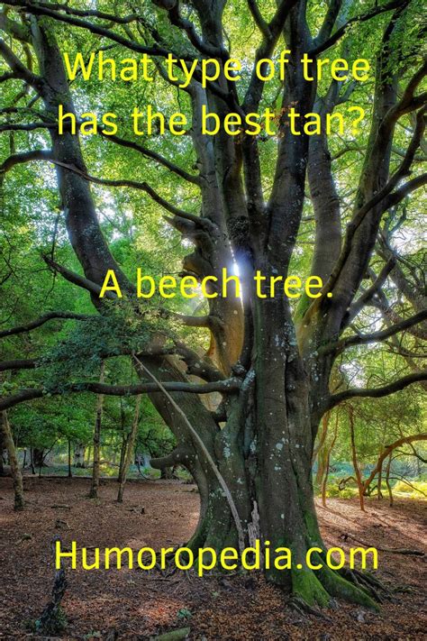 Tree Puns Best Tree Jokes You Ll Probably Hate Anyway