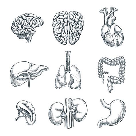 How To Draw A Human Body With Organs