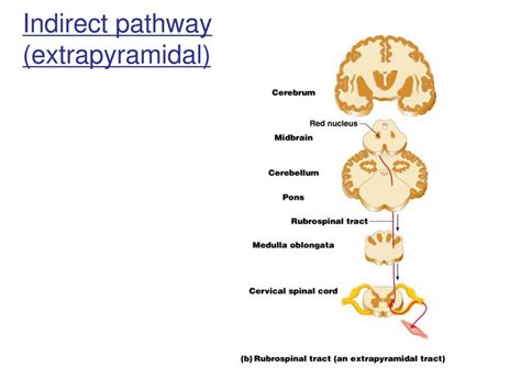 Rreceptors Ppt Download